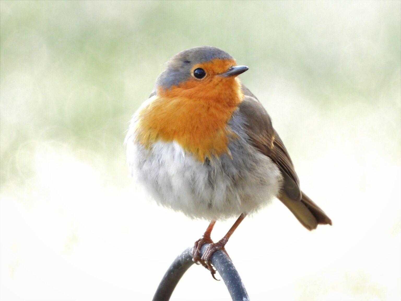 Three reasons why we love robins! - Burleydam Garden Centre