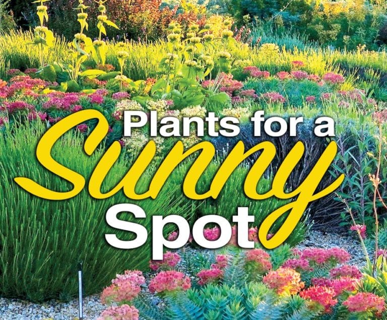 Plants for a Sunny Spot - Burleydam Garden Centre