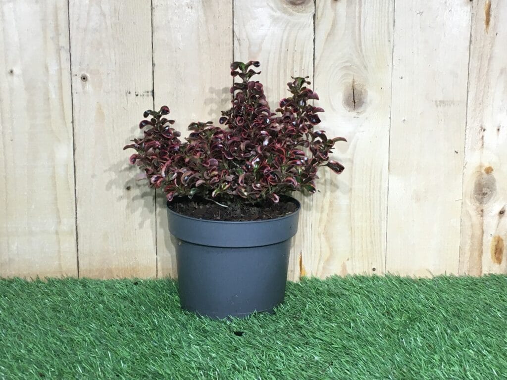 Coprosma Ignite - Burleydam Garden Centre