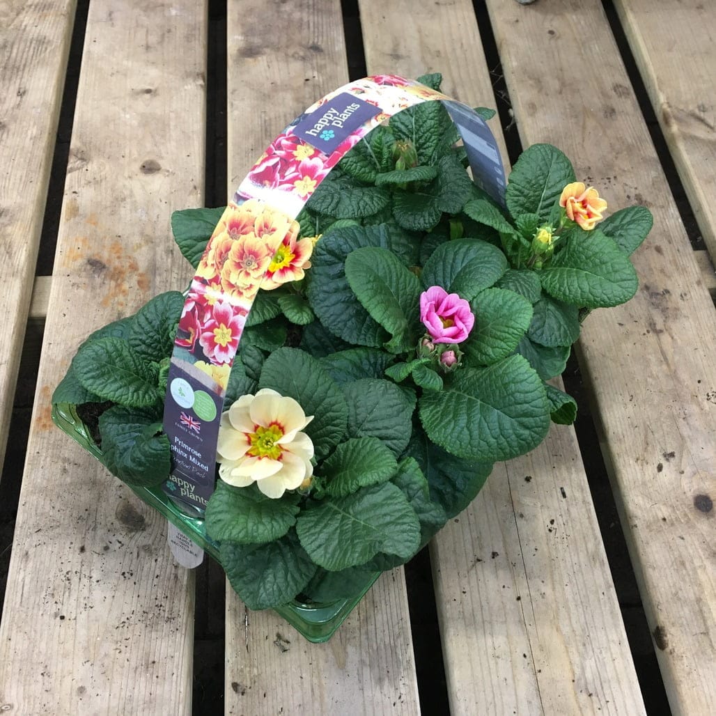 Primroses - Sphinx Mix - 6 Pack - Burleydam Garden Centre