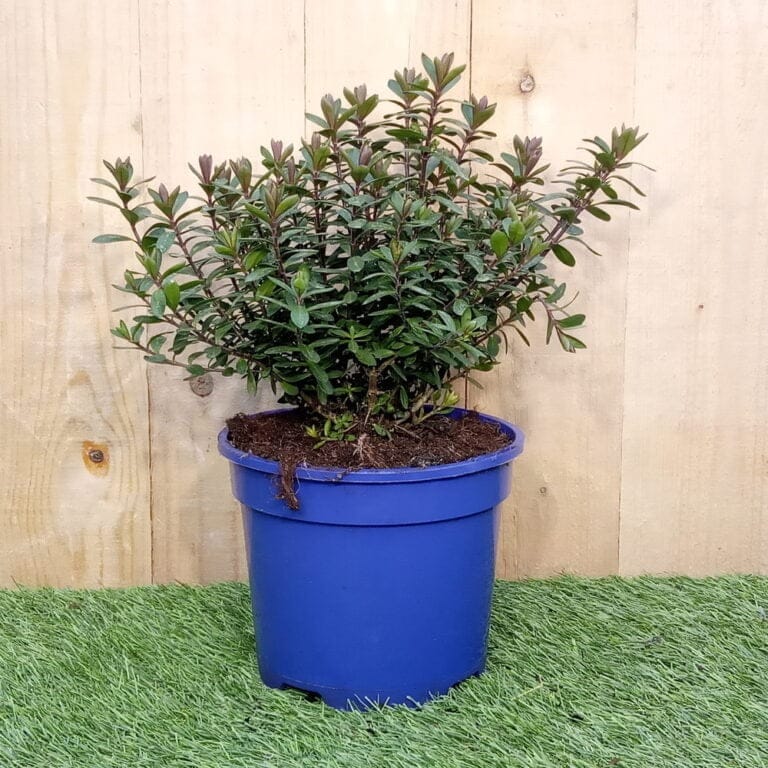 Hebe - Purple Pixie - Burleydam Garden Centre